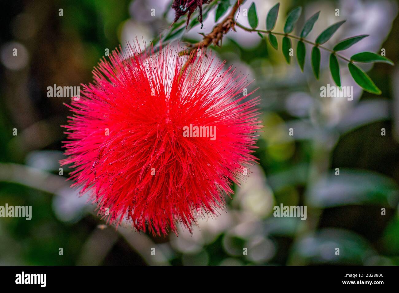 Powder puff flower hi-res stock photography and images - Alamy