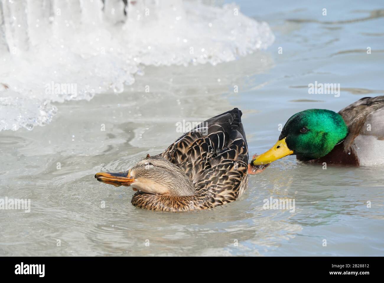 Mallards bathing swimming preening Stock Photo - Alamy