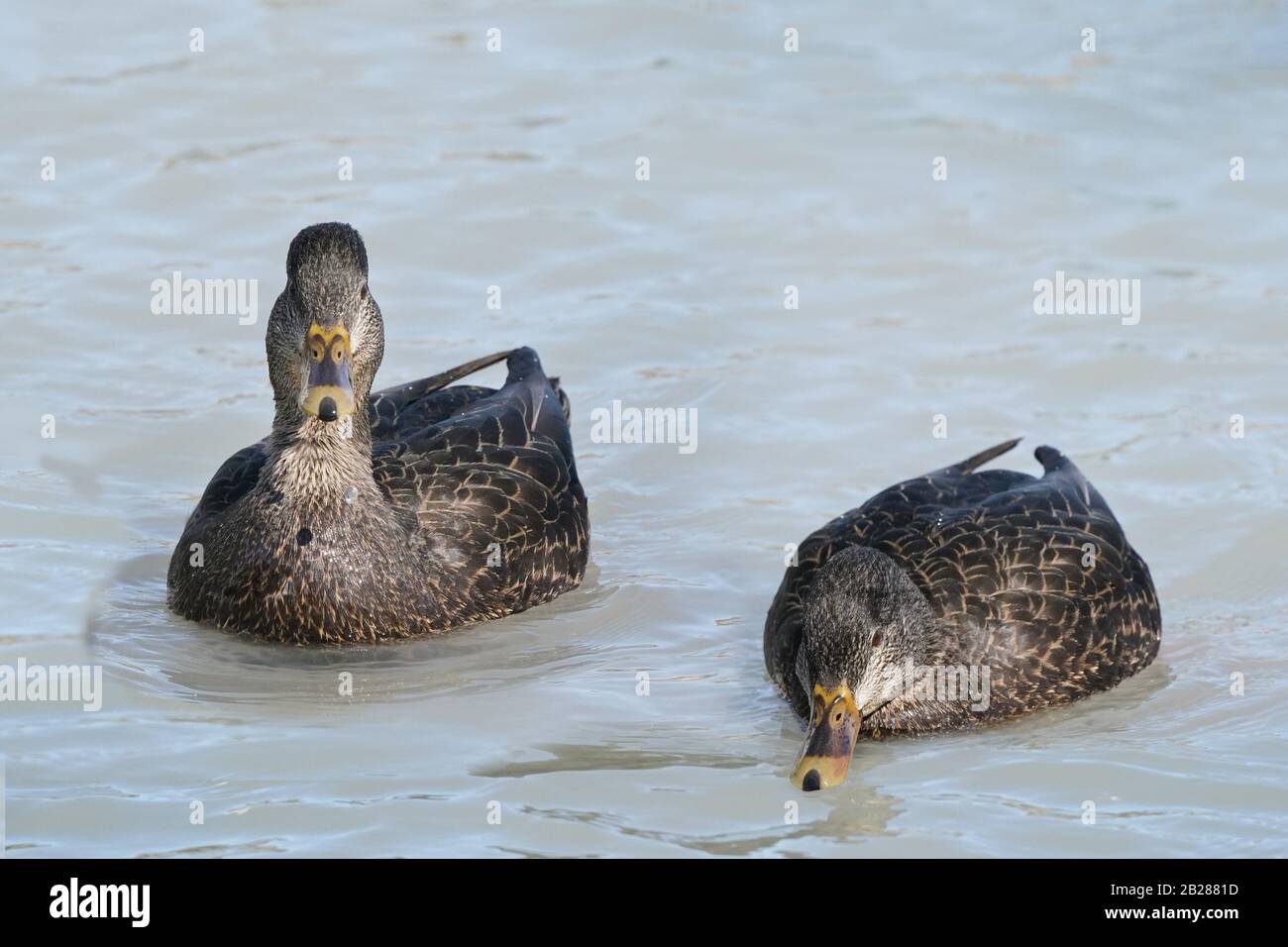 Strong swimming ducks hi-res stock photography and images - Alamy