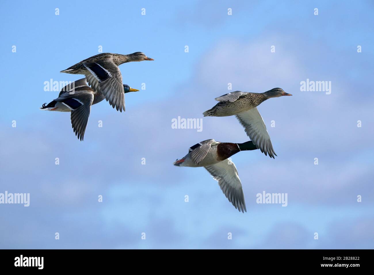 Conditions of breeding ducks hi-res stock photography and images - Alamy