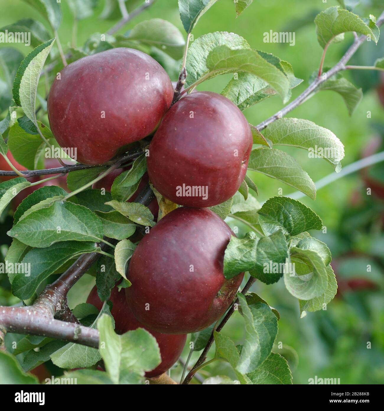 Schlanke hi-res stock photography and images - Alamy