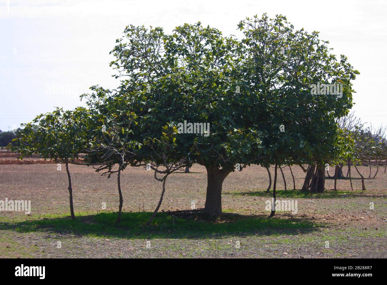 lonely fig fruit trees grown in the arid dry summer soil of the ...