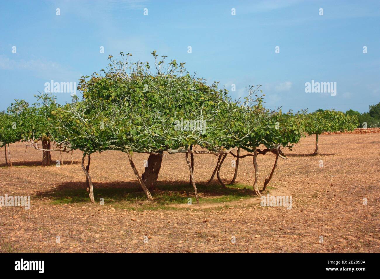 lonely fig fruit trees grown in the arid dry summer soil of the ...