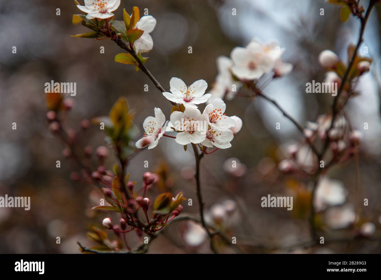 Plum hi res hi-res stock photography and images - Alamy
