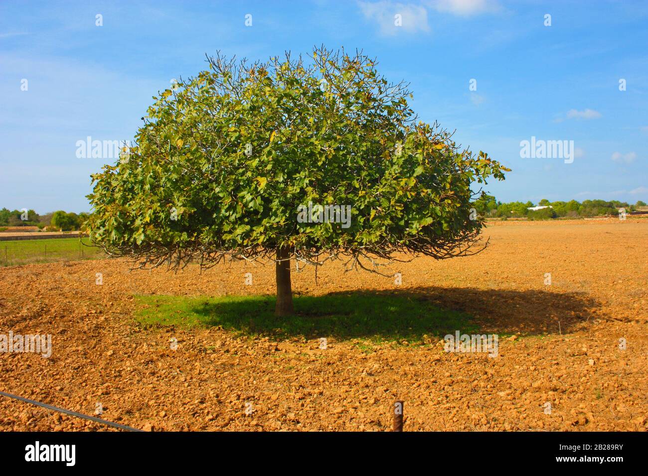 Fig tree ibiza hi-res stock photography and images - Alamy