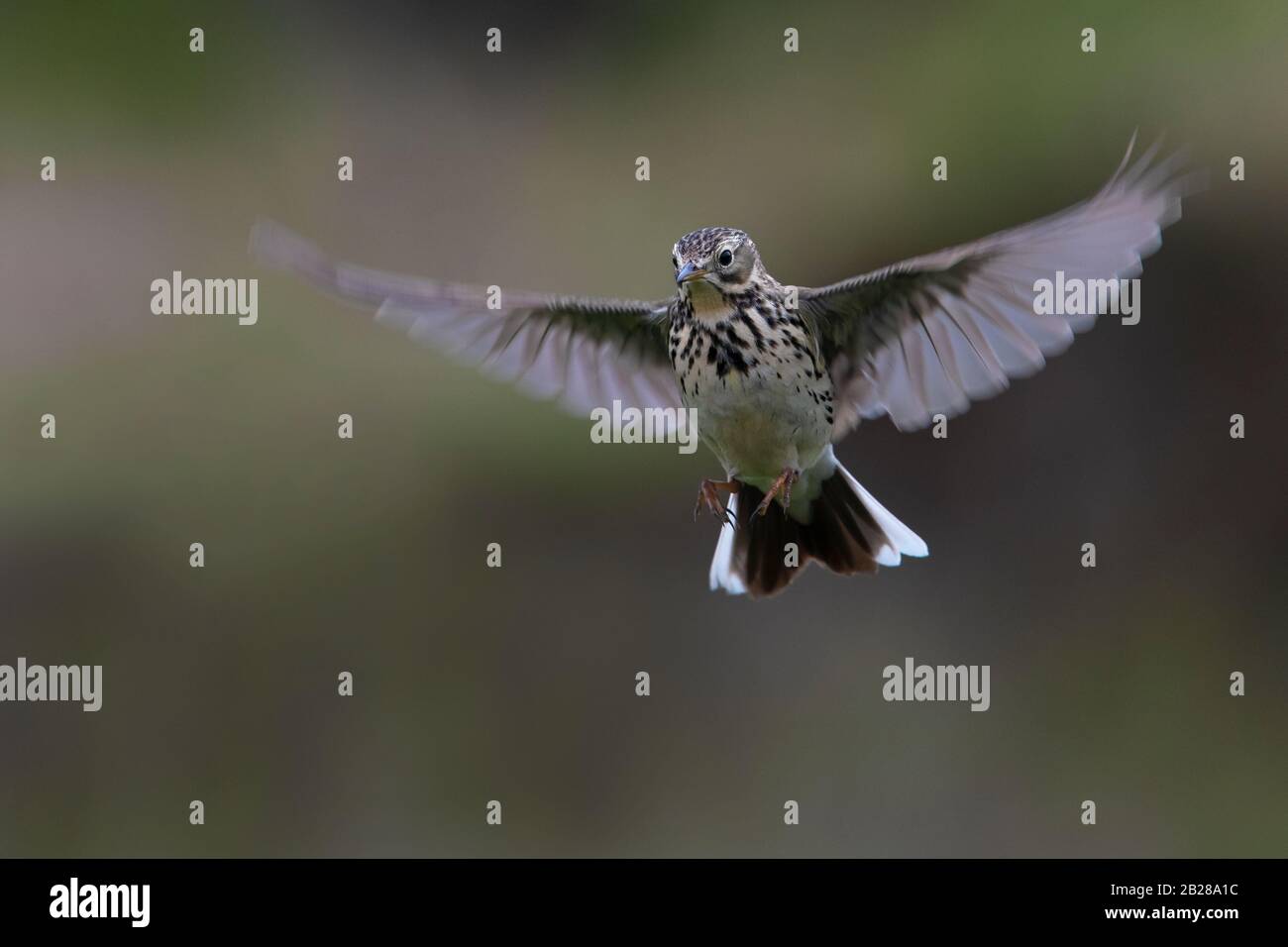 Meadow Pipit - Anthus pratensis in flight Stock Photo - Alamy