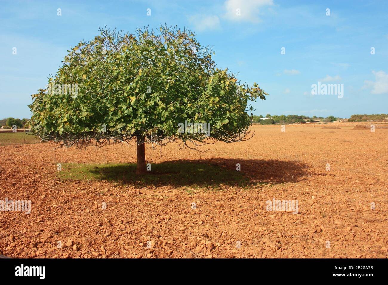 lonely fig fruit trees grown in the arid dry summer soil of the ...
