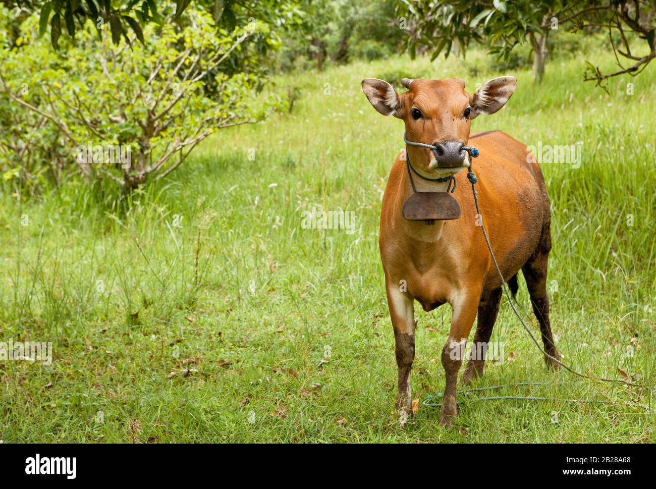 Balinese cattle hi-res stock photography and images - Alamy