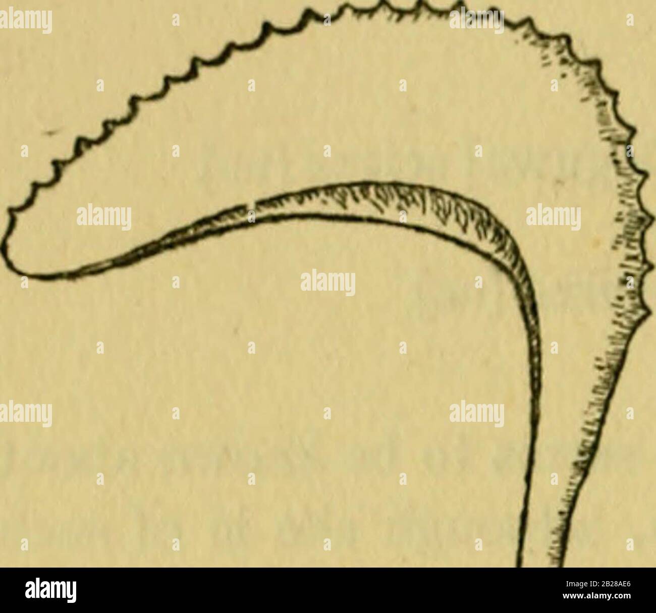 "The ban of the Bori; demons and demon-dancing in West and North Africa ...