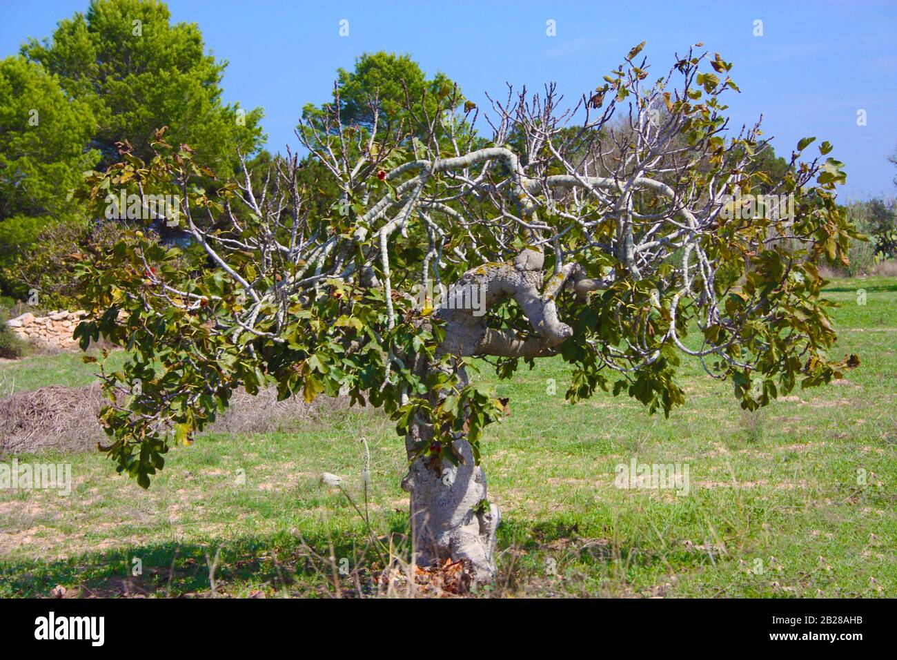Fig tree ibiza hi-res stock photography and images - Alamy
