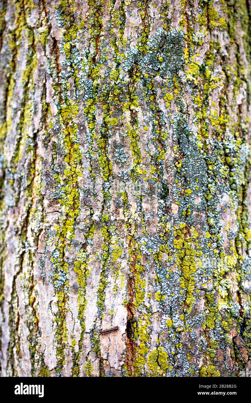 Tree hi res hi-res stock photography and images - Alamy