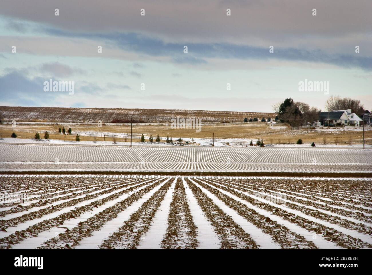 Farm rows sit under the winter snow in front of a hill with a house on ...