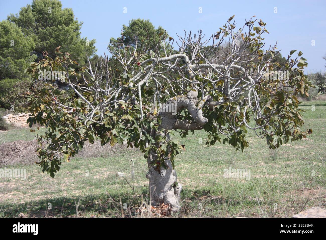 lonely fig fruit trees grown in the arid dry summer soil of the ...