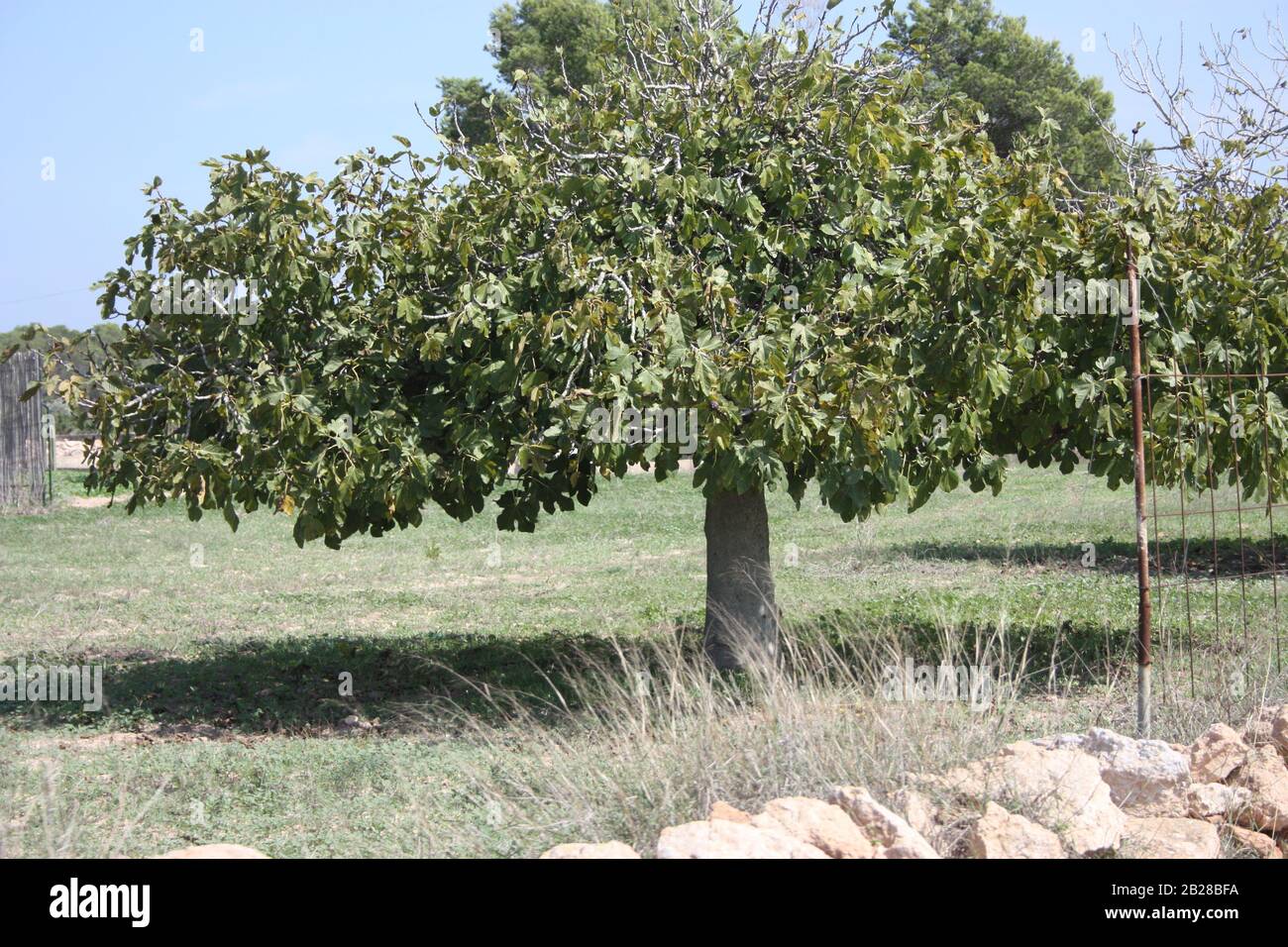 lonely fig fruit trees grown in the arid dry summer soil of the ...