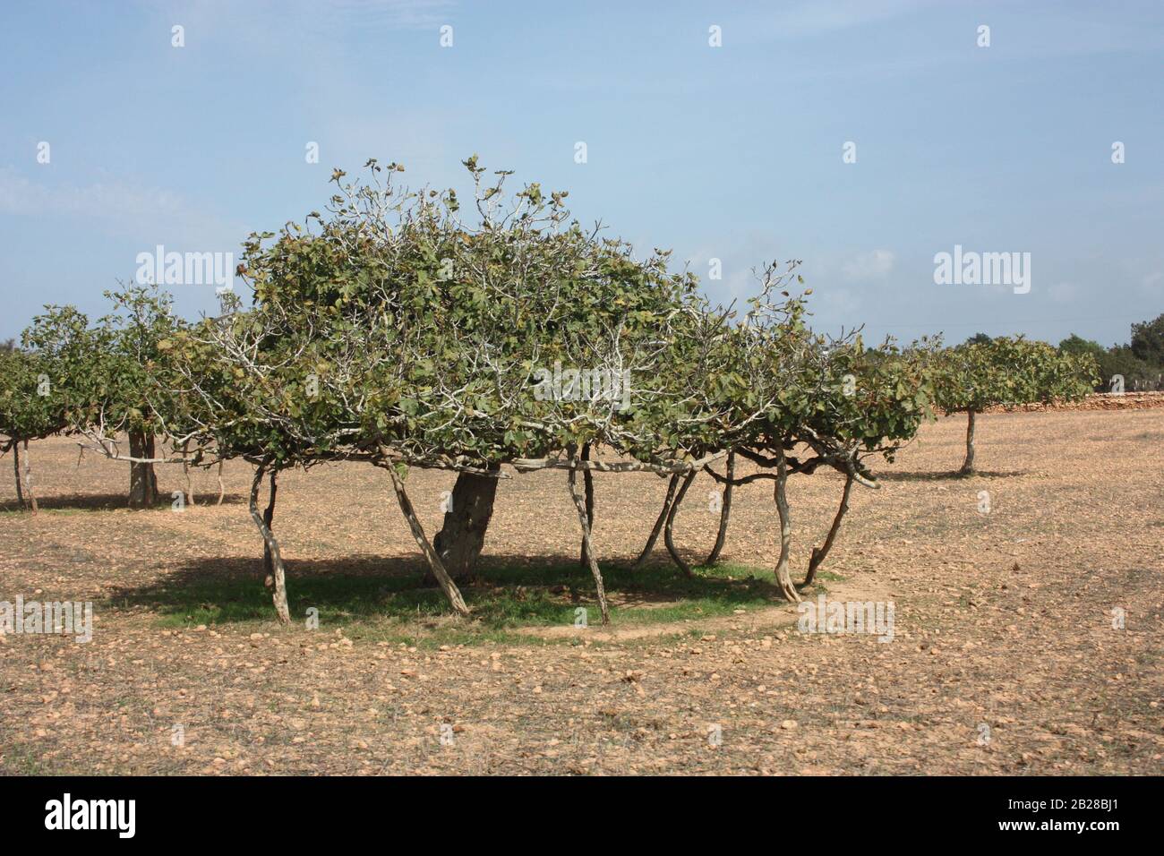 lonely fig fruit trees grown in the arid dry summer soil of the ...