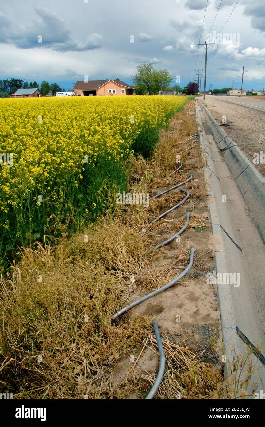 Empty Irrigation Ditch near a Road and a Farm Field of Mustard Plants ...