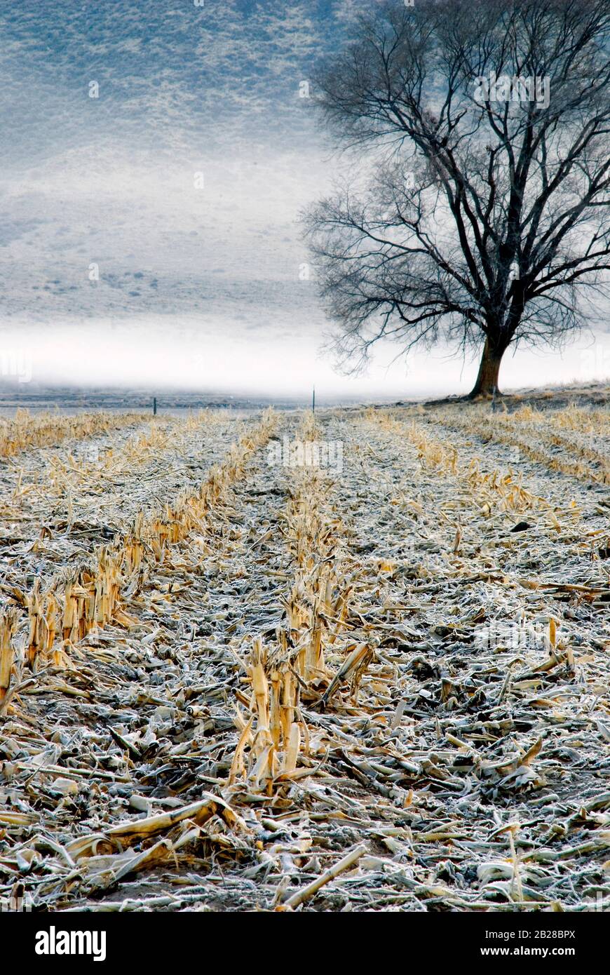 Rows of frost covered harvested corn stalks in a rowed field in front ...