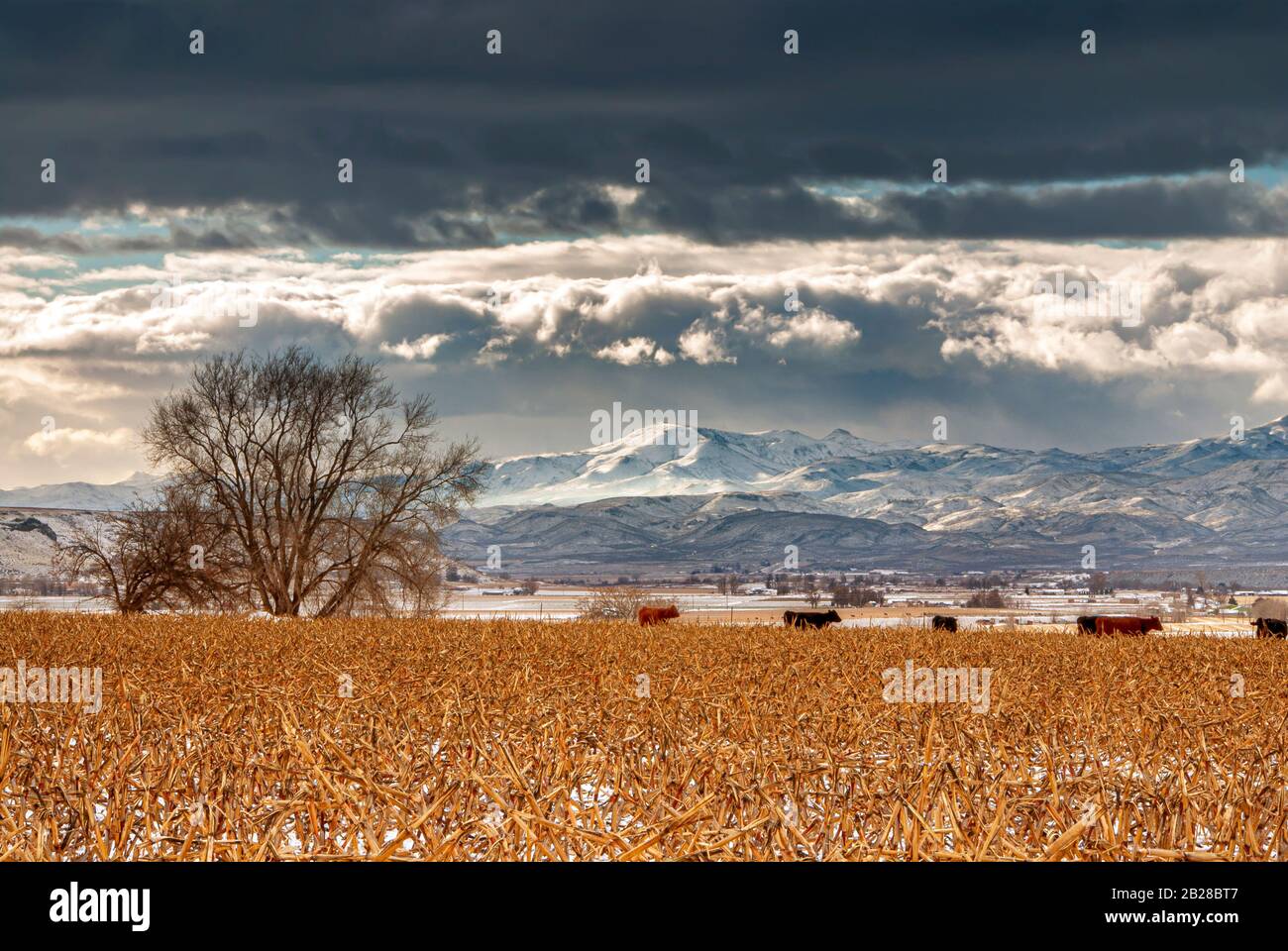 A few cows grazing in a harvested corn field in the winter in front of ...