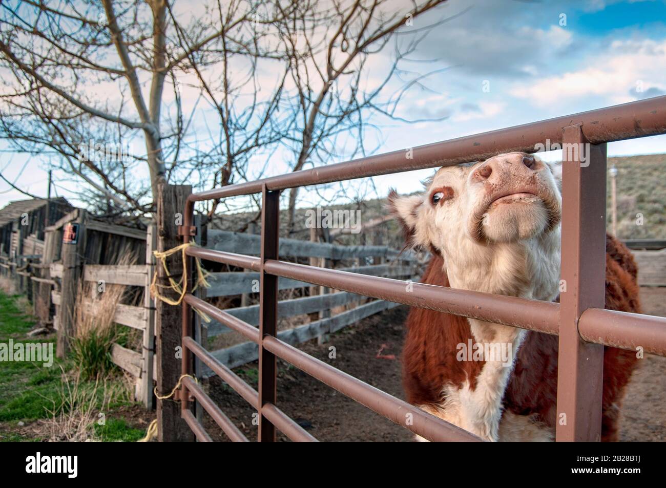 Curious Isolated white and brown cow looking up and behind a split rail ...