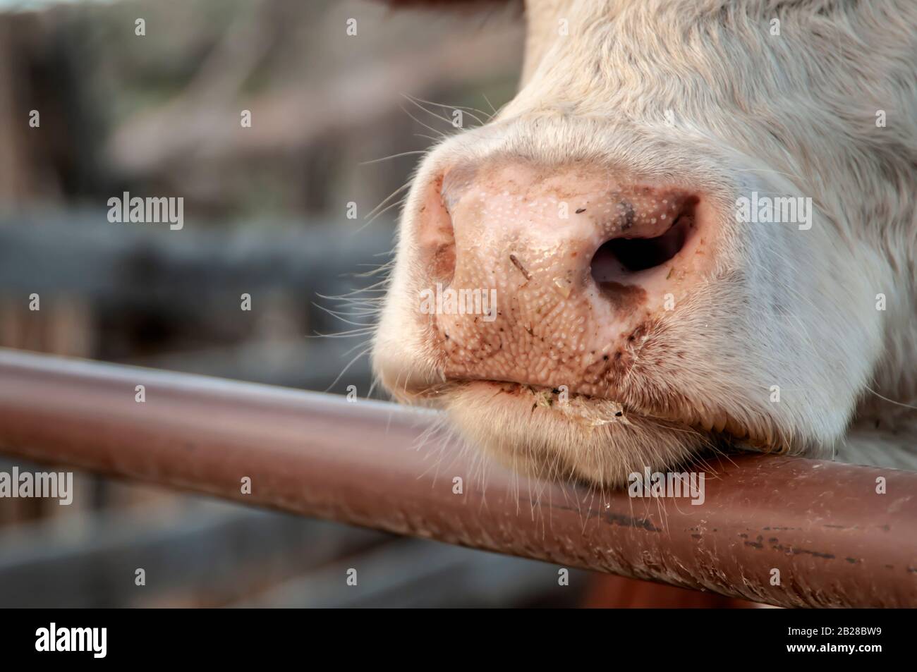 Isolated pink Nose and whiskered mouth of a white and brown cow ...