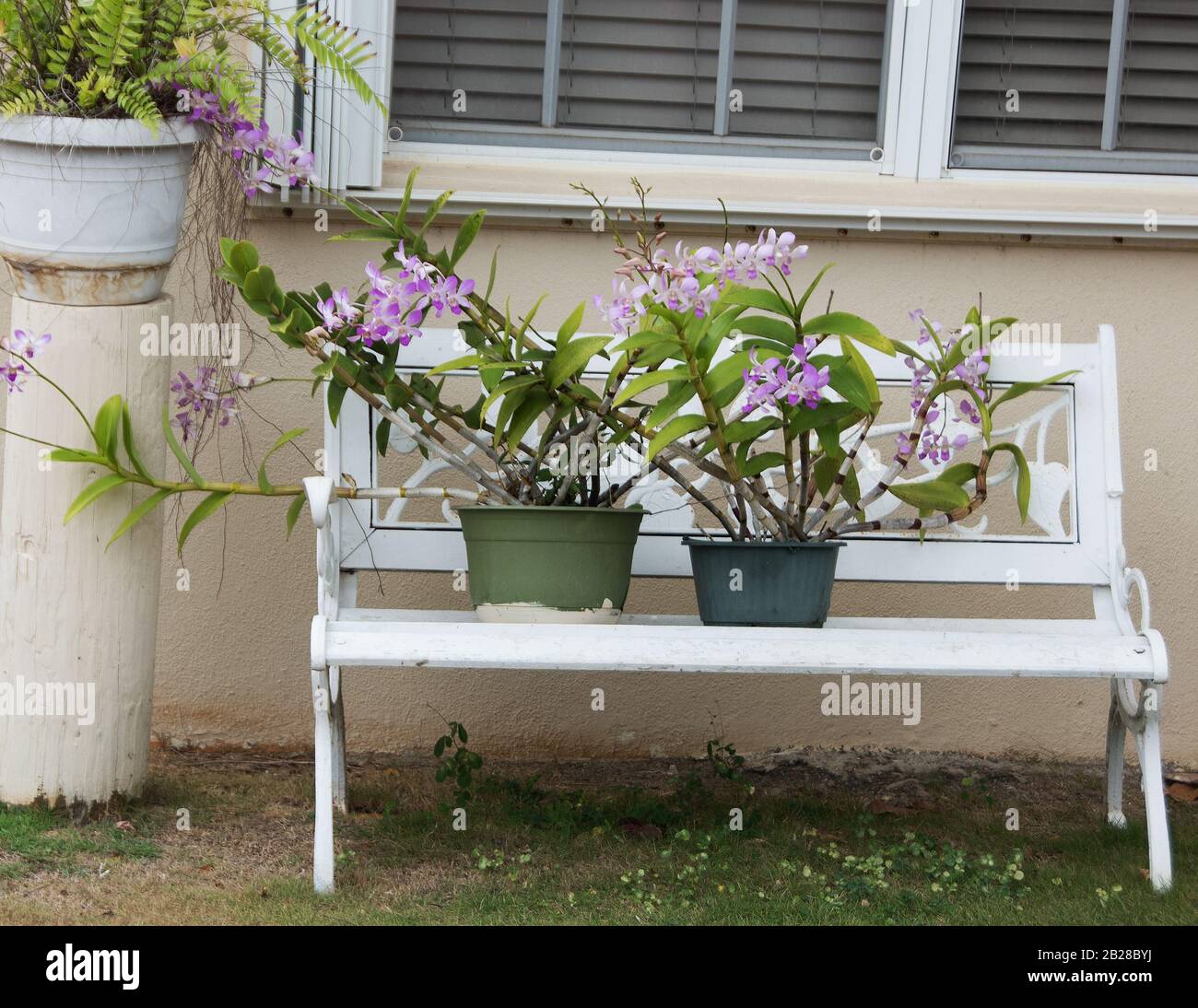 Cayman garden bench with pink orchids Stock Photo - Alamy