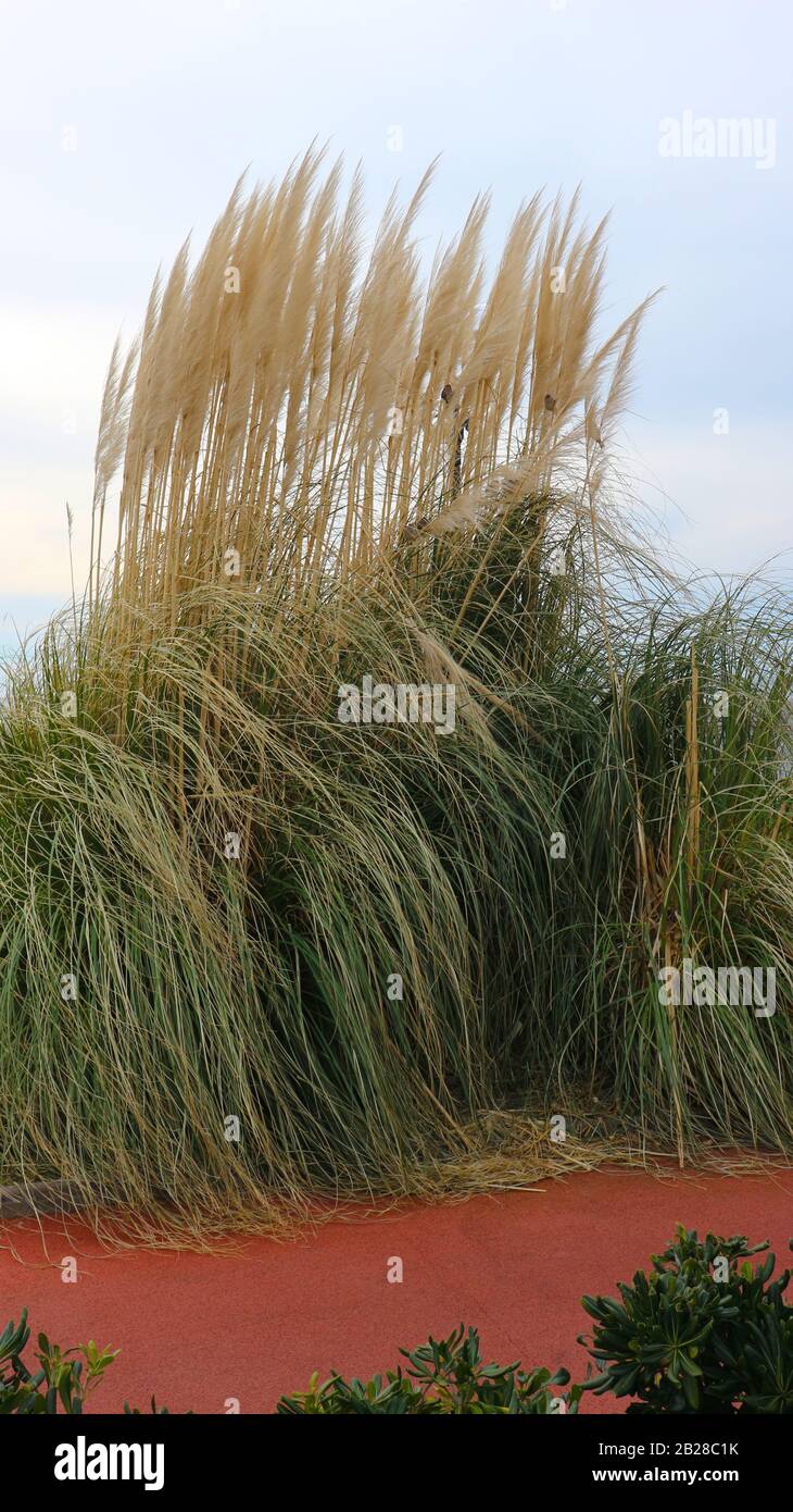 Dried grass with panicle bunch clustered in tussock in autumn Stock ...