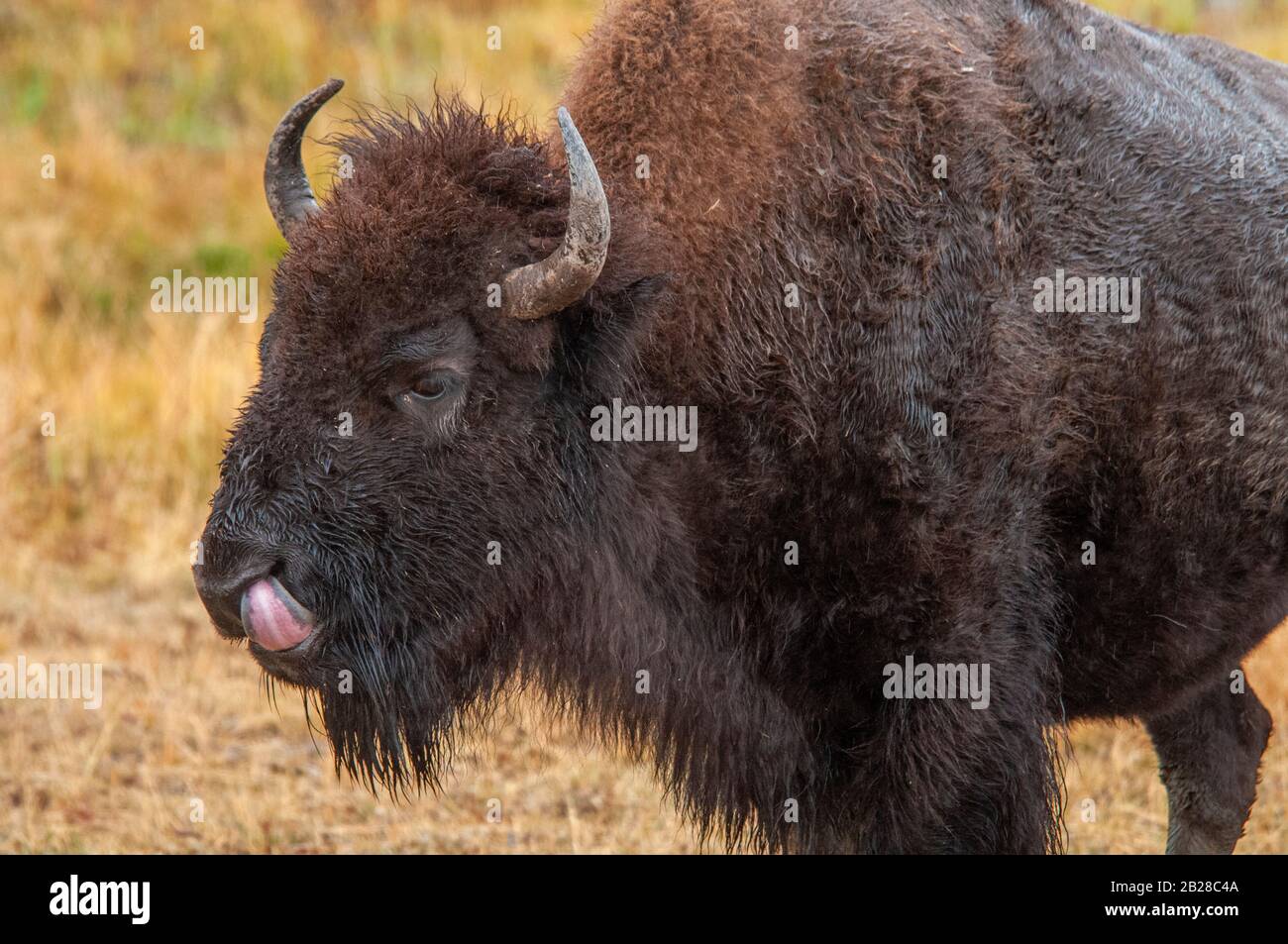 Younger buffalo bison with its tongue in its nose standing against an ...