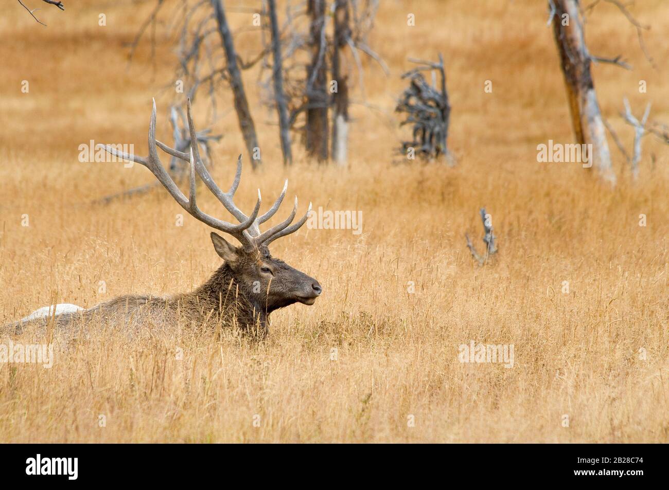 Scrub Trees High Resolution Stock Photography and Images - Alamy
