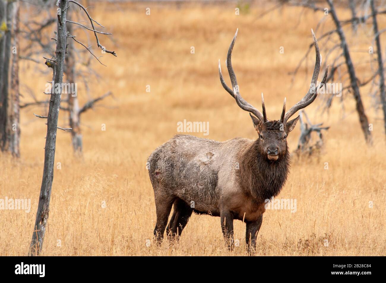 Large Bull Elk staring straight at the viewer with its full antler rack ...