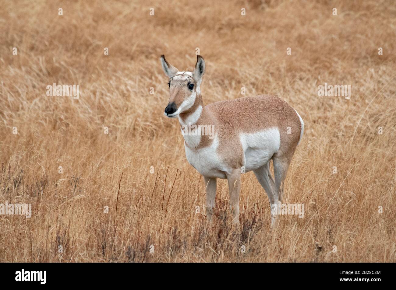 Large female pronghorn antelope doe standing in a field of late season ...