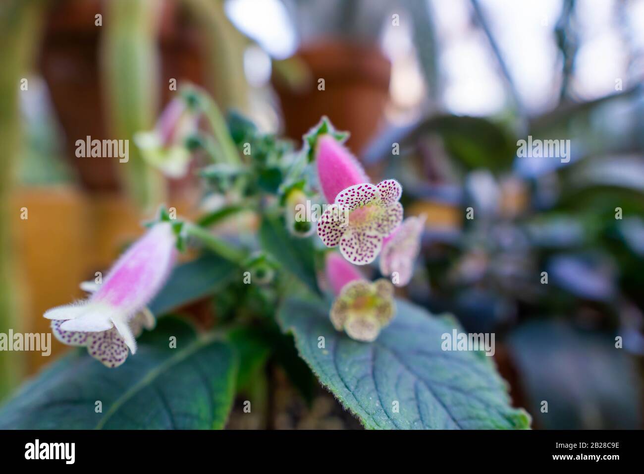 Purple spot hi-res stock photography and images - Alamy