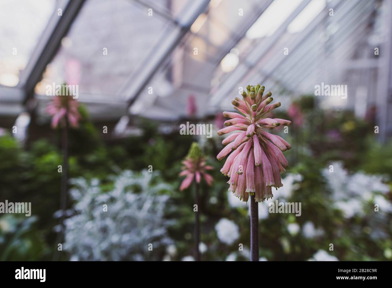 Veltheimia Bracteata Forest Lily Plant Stock Photo - Alamy