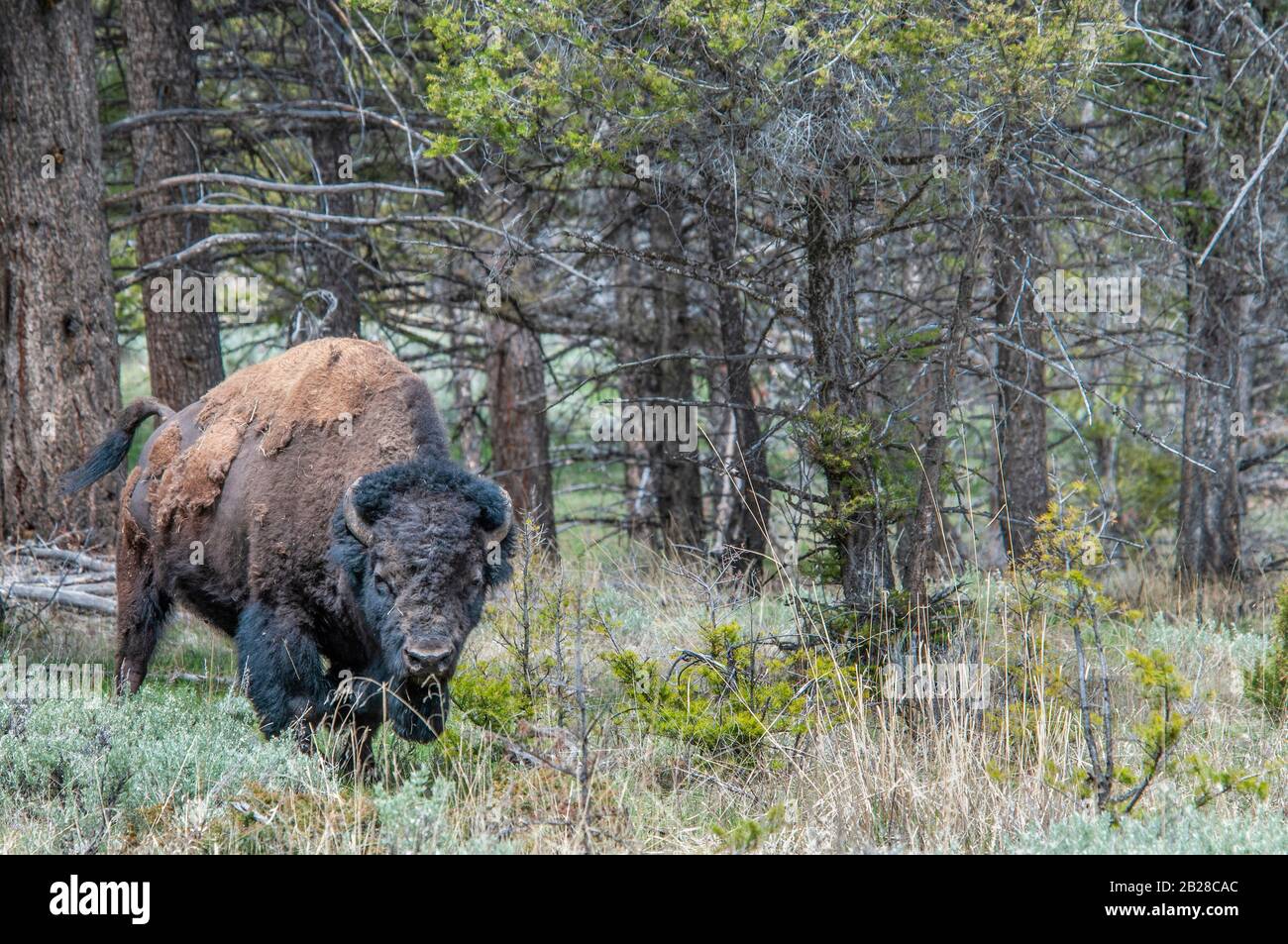 Very intimidating scene of a large bull bison standing in a shrub fir ...