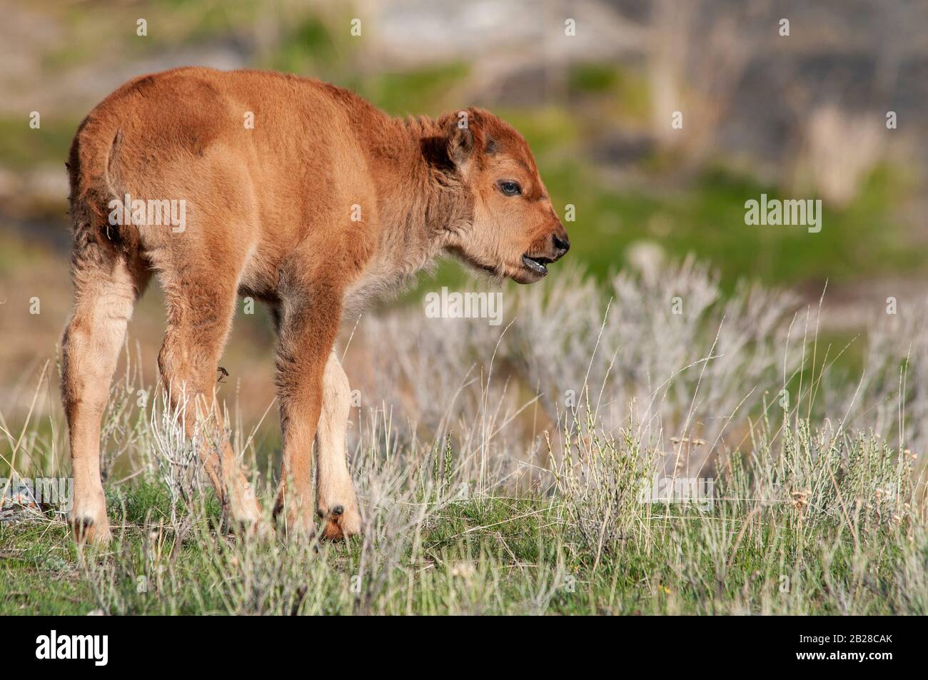 Cute calf from brown hi-res stock photography and images - Alamy