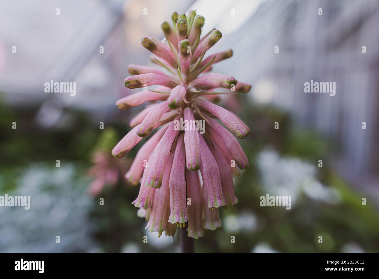 Veltheimia Bracteata Forest Lily Plant Stock Photo - Alamy