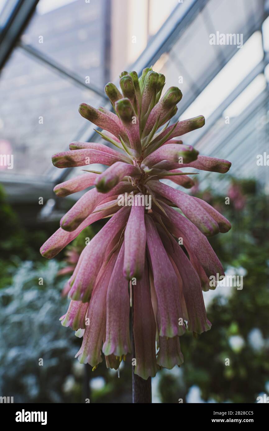 Veltheimia Bracteata Forest Lily Plant Stock Photo - Alamy