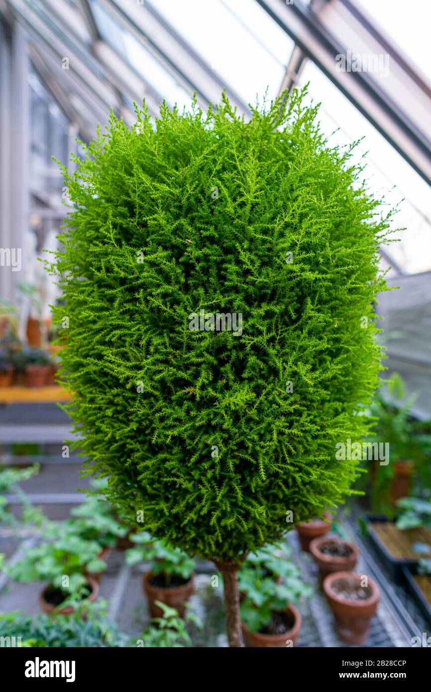 a plant in grass ball shape Stock Photo - Alamy