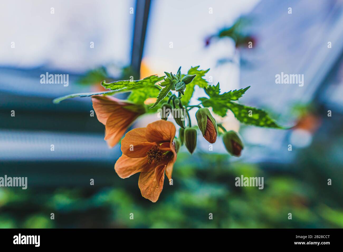 Abutilon Pictum Thompsonii - Flowering Maple Stock Photo - Alamy