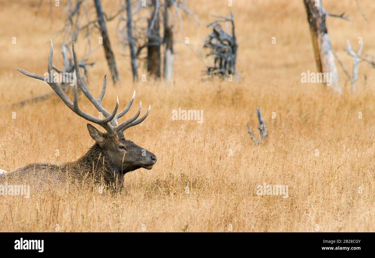 Large Bull Elk with full rack of antlers laying in and isolated in a ...