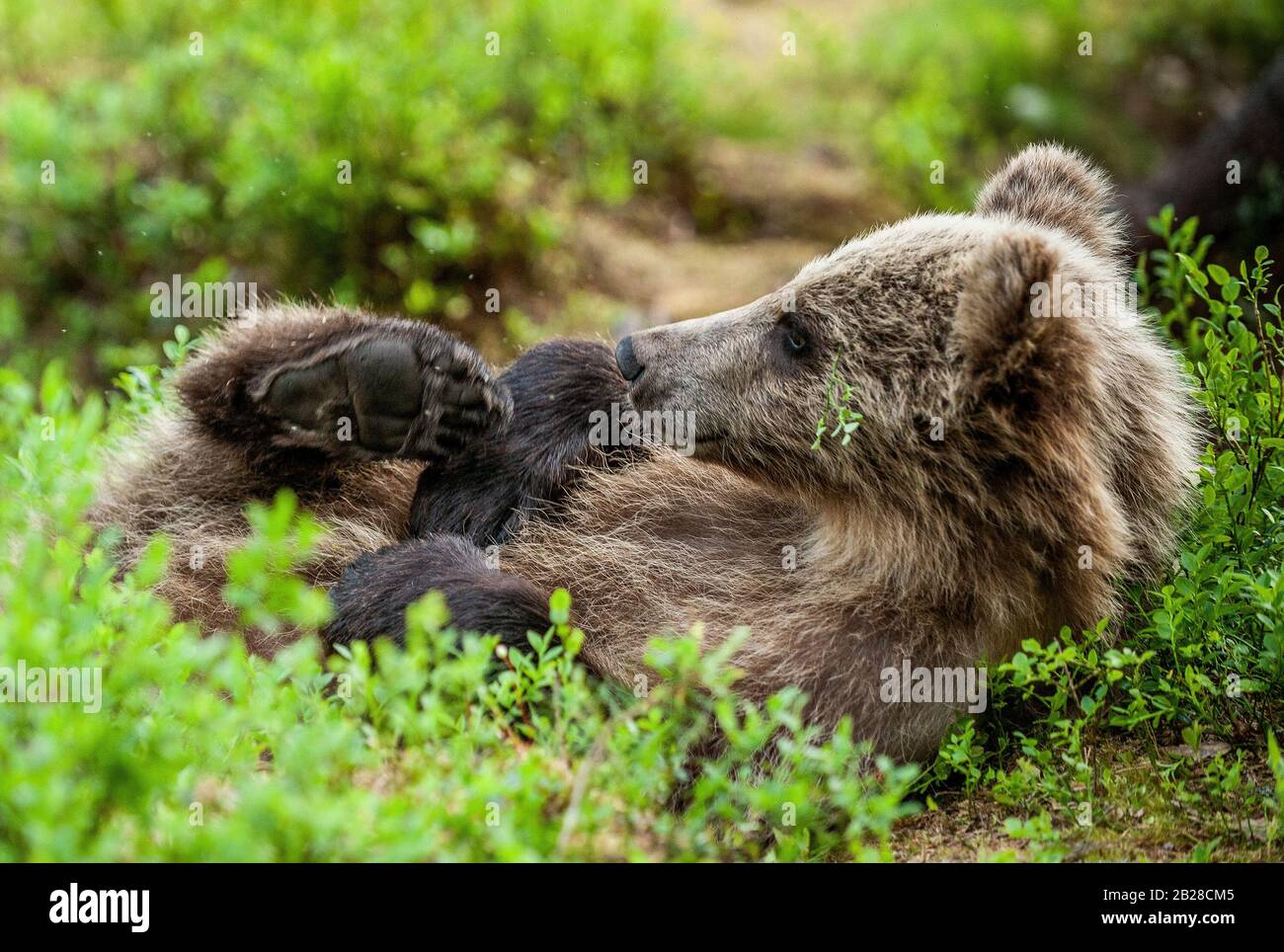 The bear cub lying on his back in the green grass. Close up portrait of ...