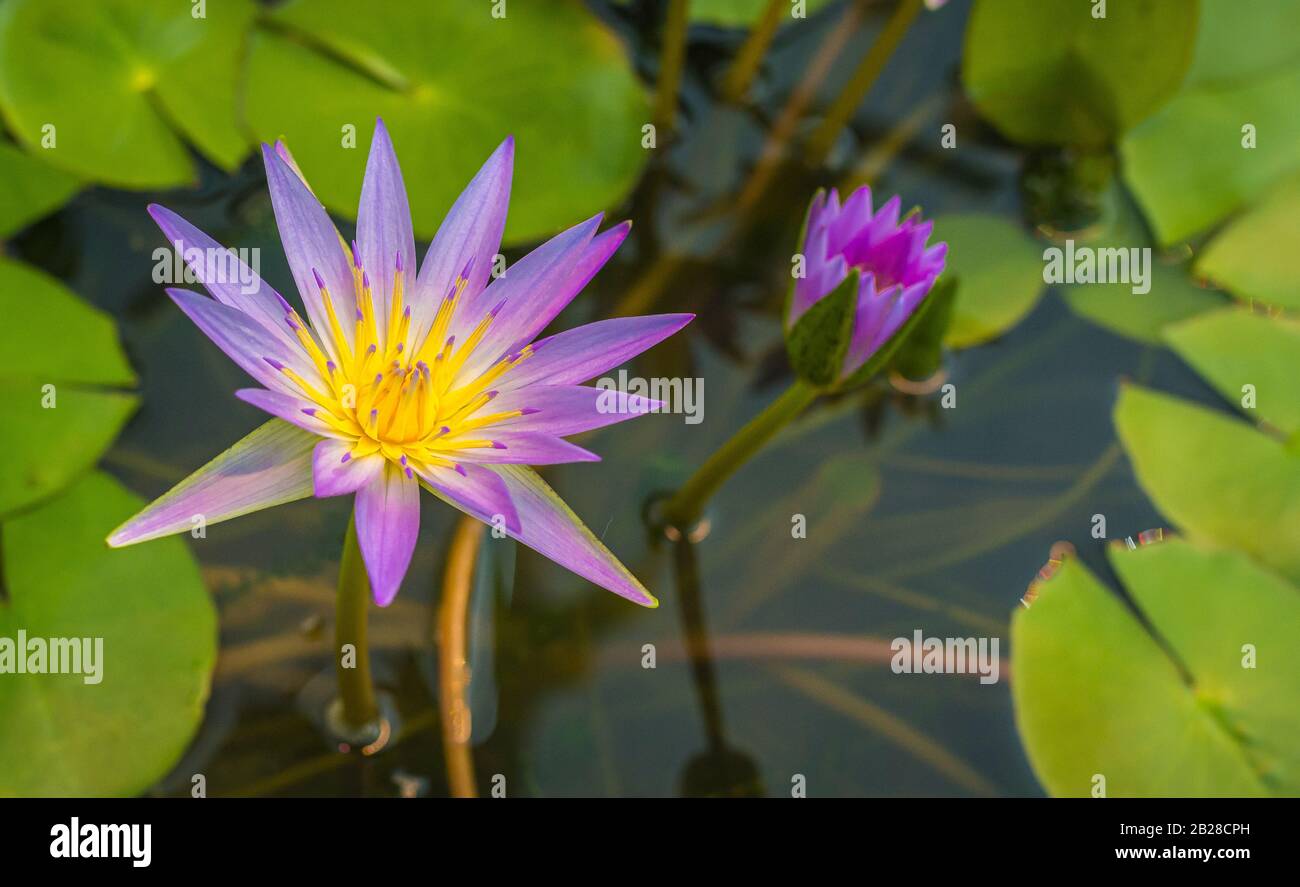 Blue star water lily, or blue lotus flower, Nymphaea stellata, national ...