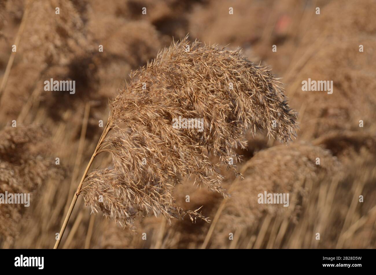 Pampas grass texture hi-res stock photography and images - Alamy