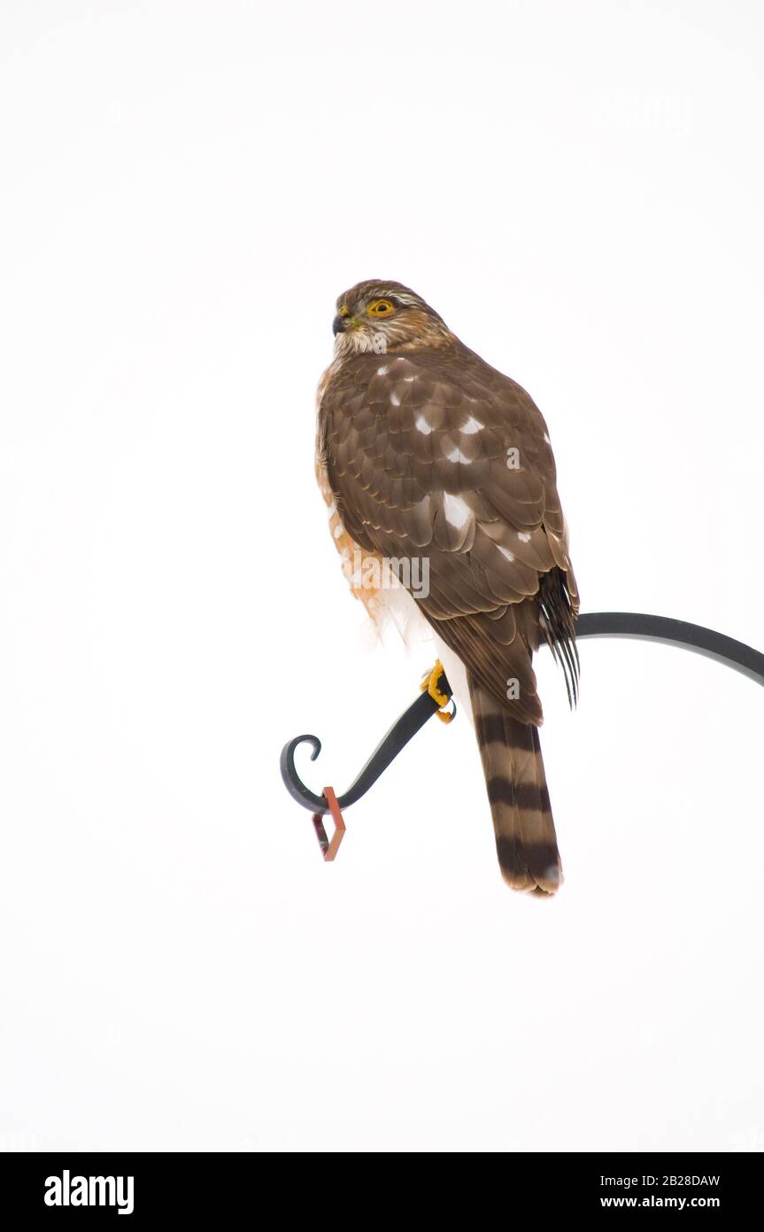 Eye of a raptor Cut Out Stock Images & Pictures - Alamy