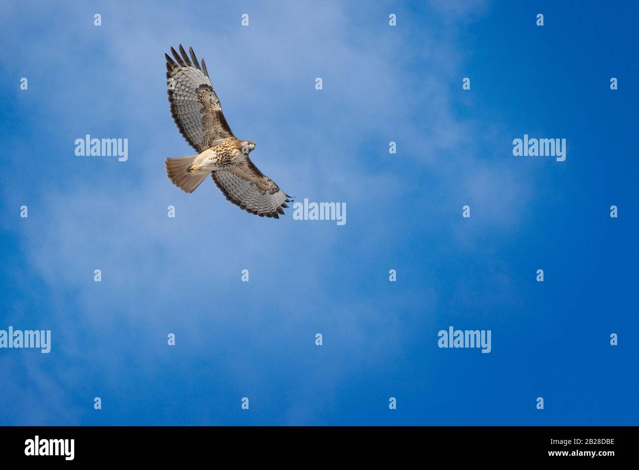 White hawk hi-res stock photography and images - Alamy