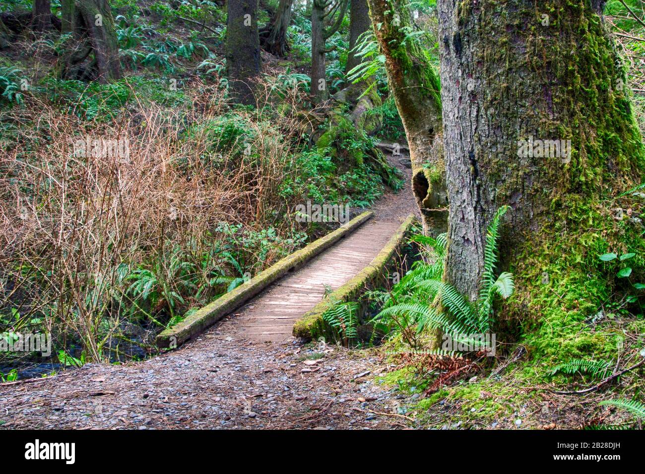 Wooden moss covered Pedestrian bridge over a creek in a wooded and fern ...