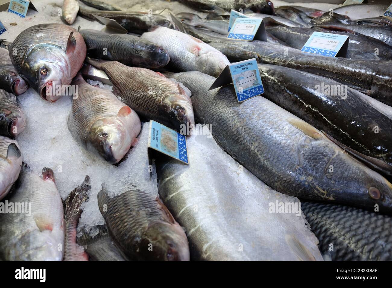 Close up of sea fish display for sale at local market Stock Photo - Alamy