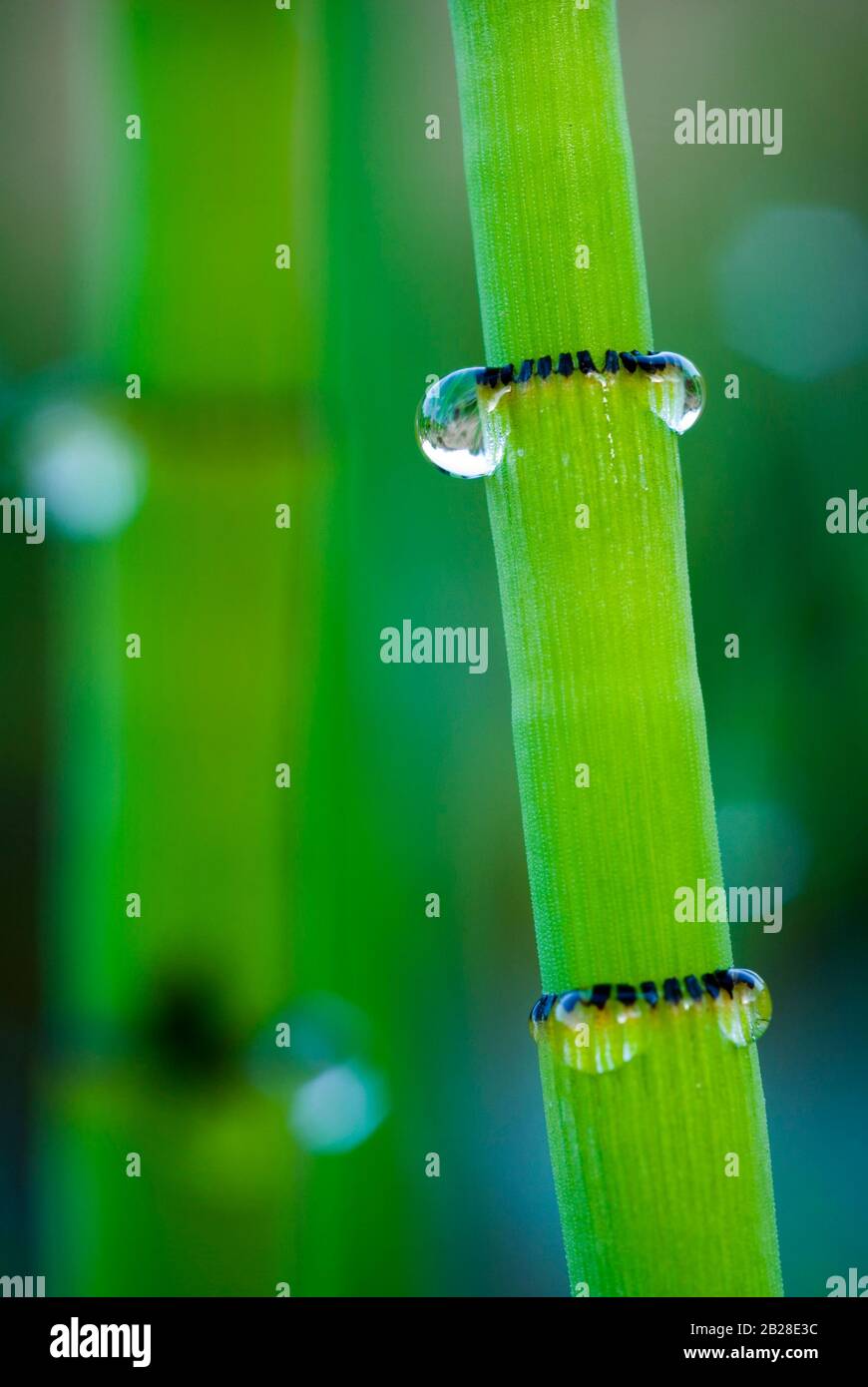 Close up of Dew on a Green, Segmented Water Reed Isolated with an out ...
