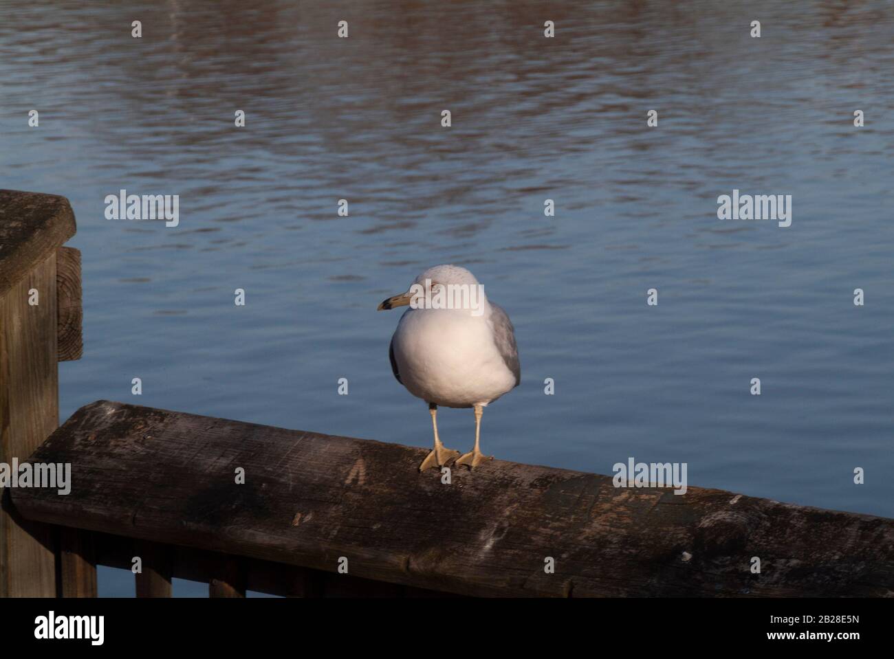 SEAGULLS ONLY: Adorable seagulls go for a change of scenery from their ...