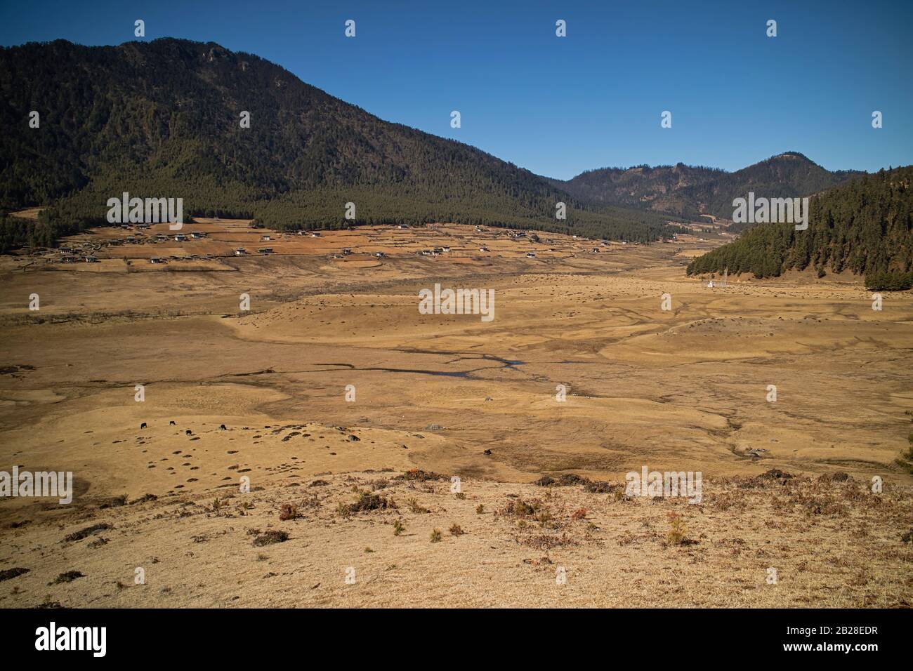 The Phobjikha Valley is the most important wintering ground of Tibetian ...