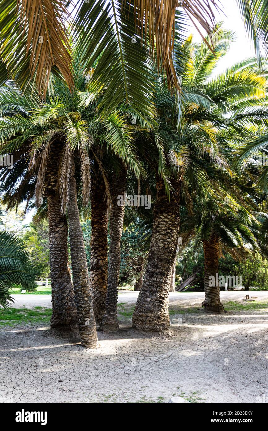 Palm trees set Stock Photo - Alamy